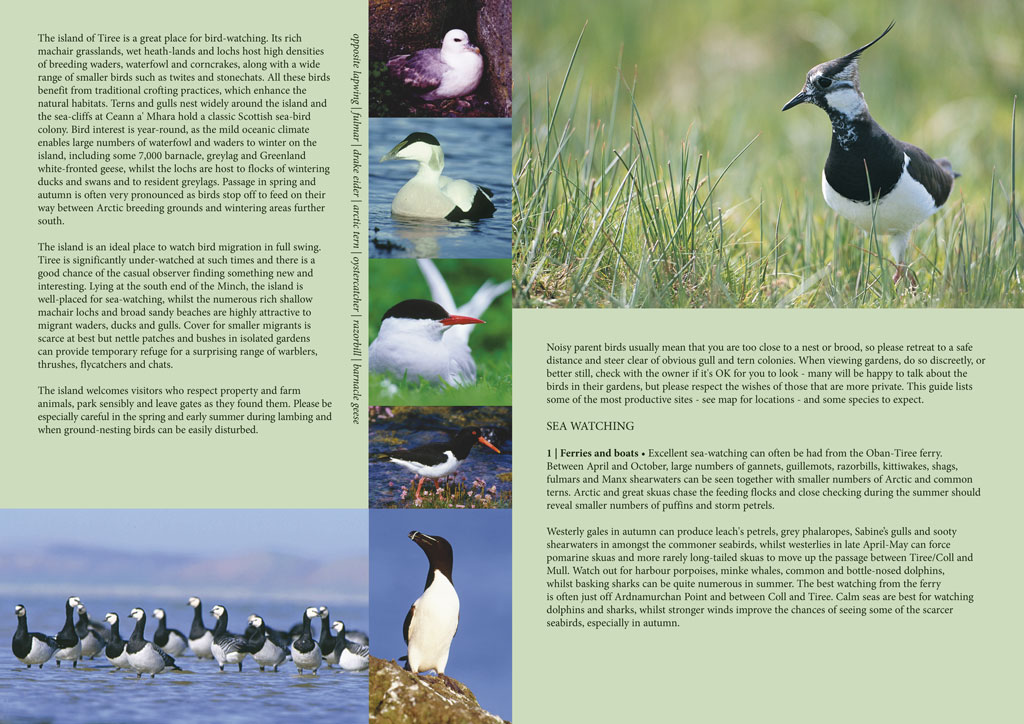 Finding Birds on Tiree – Blue Beyond Design